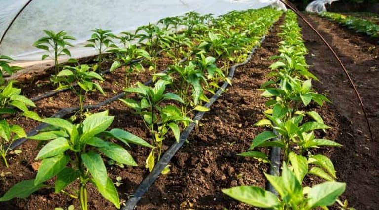 Drip Irrigation. All The Types You May Not Know About - Simplify Gardening