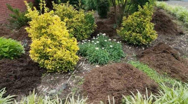 Is Mulch A Fire Hazard? How To Stay Safe - Simplify Gardening