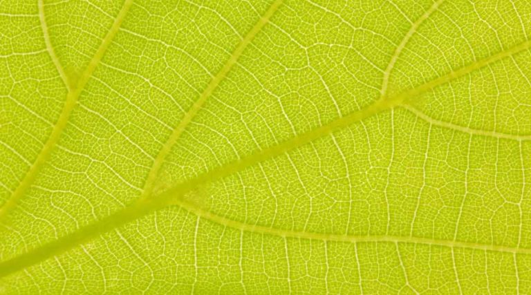 Can A Plant Live and Survive Without Its Leaves? - Simplify Gardening