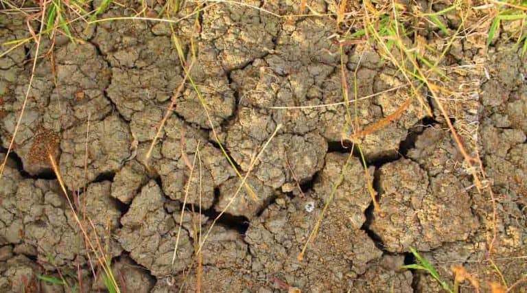 The Truth About Adding Sand To Your Garden Soil Pros and Cons ...