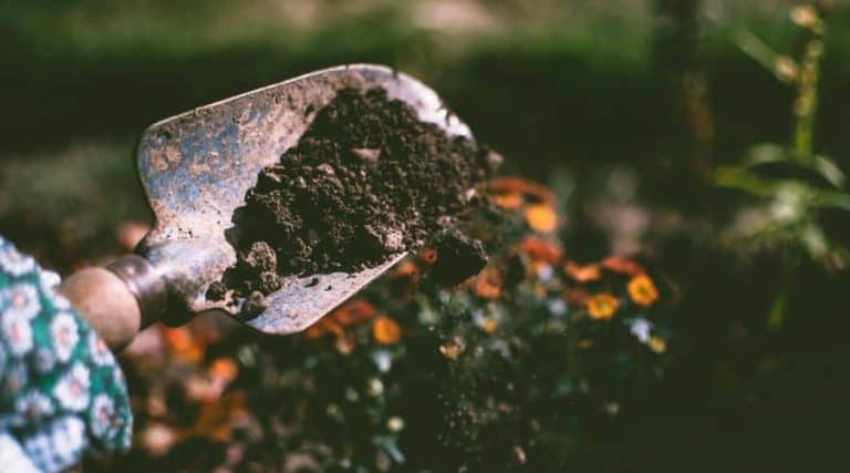 The Truth About Adding Sand To Your Garden Soil Pros and Cons ...