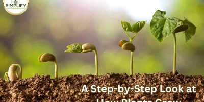 60 Top Gardening Tips For New Gardeners - Simplify Gardening