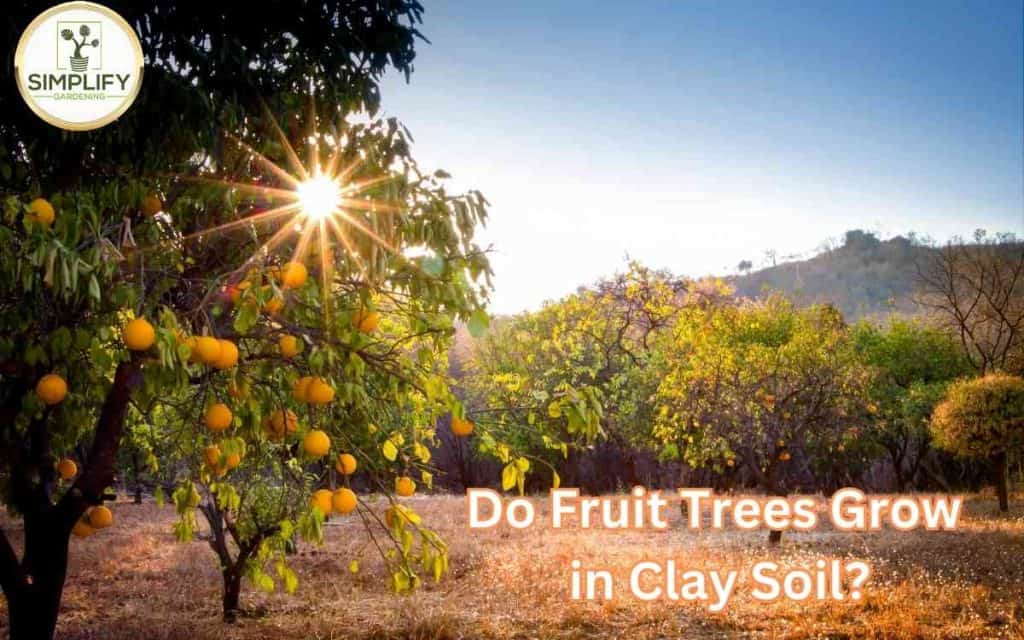 Trees - Simplify Gardening