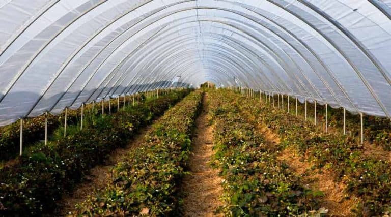 13 Benefits of Owning a Hoop House - You Will Love No. 11 - Simplify ...