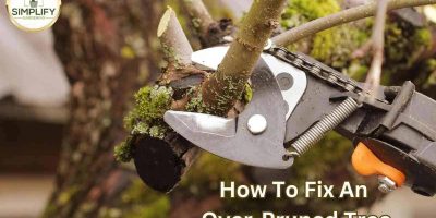 Pruning vs. Thinning: Why the Difference Really Matters - Simplify ...