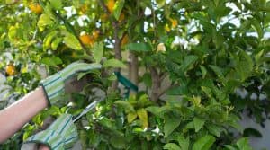 Pruning vs. Thinning: Why the Difference Really Matters - Simplify ...