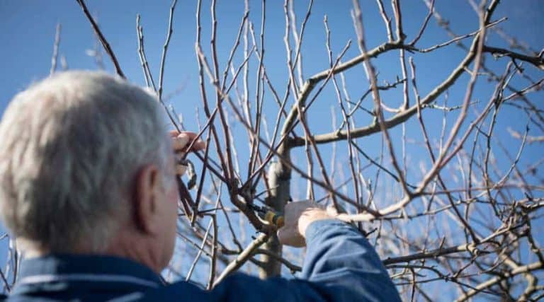 Pruning vs. Thinning: Why the Difference Really Matters - Simplify ...