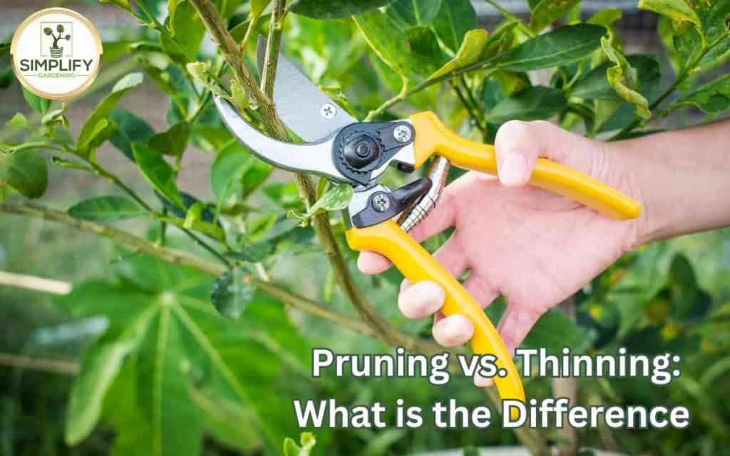 How To Fix An Over-Pruned Tree: A Step-By-Step Guide - Simplify Gardening