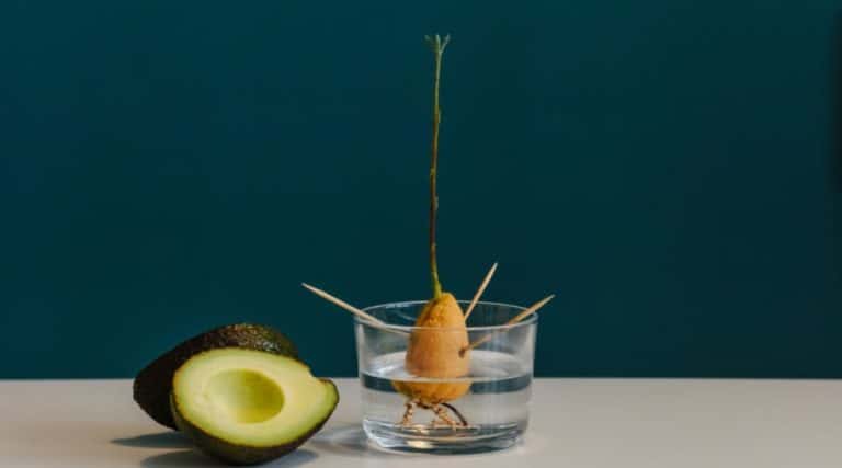 How to Grow Avocados in a Greenhouse: A Step-By-Step Guide - Simplify ...