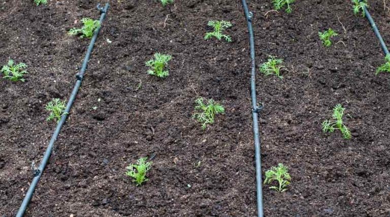 Drip Irrigation. All The Types You May Not Know About - Simplify Gardening
