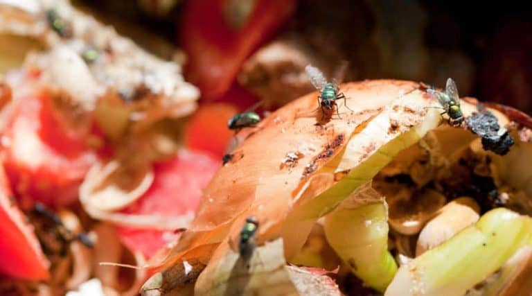 The Truth About Compost Bins and Pests What You Need to Know - Simplify ...