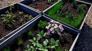 How to Rotate Crops in Raised Beds - Simplify Gardening