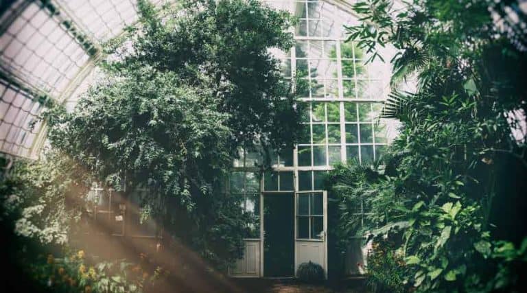 How to Clean a Greenhouse with Jeyes Fluid - Simplify Gardening