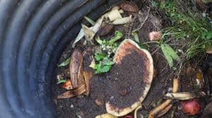 The Truth About Compost Bins and Pests What You Need to Know - Simplify ...