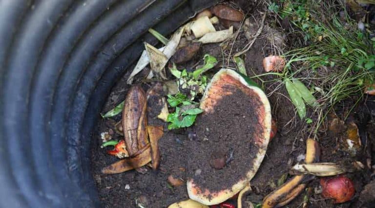The Truth About Compost Bins and Pests What You Need to Know - Simplify ...
