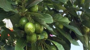 How to Grow Avocados in a Greenhouse: A Step-By-Step Guide - Simplify ...