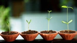 A Step-by-Step Look at How Plants Grow - Simplify Gardening