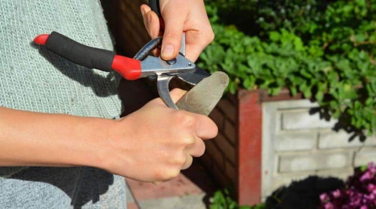 How To Fix An Over-Pruned Tree: A Step-By-Step Guide - Simplify Gardening