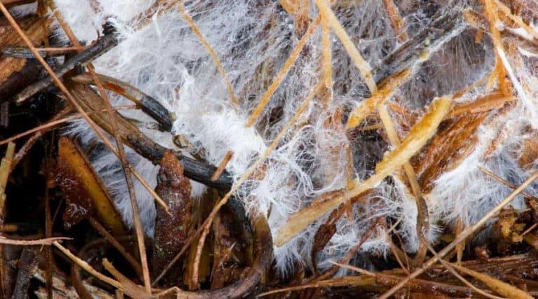 This Is Why Mulch Turns White - Simplify Gardening