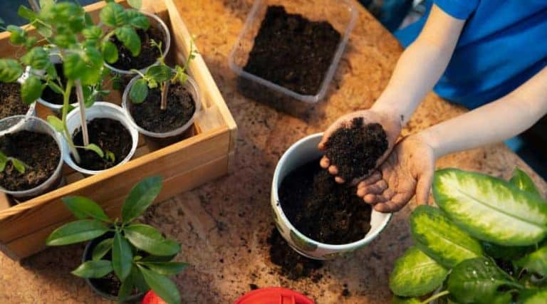 A Step-by-Step Look at How Plants Grow - Simplify Gardening