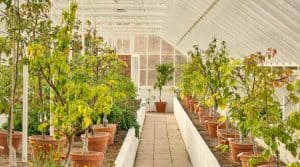 How to Clean a Greenhouse with Jeyes Fluid - Simplify Gardening