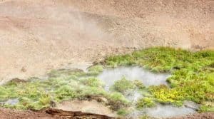 How to Use Boiling Water to Kill Weeds - Simplify Gardening