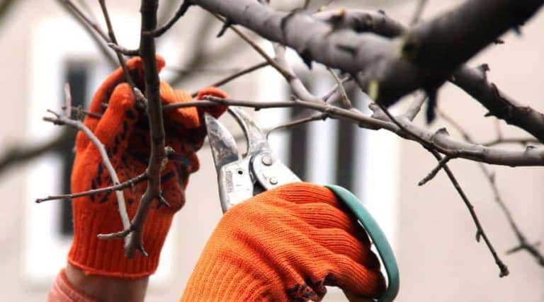 How To Fix An Over-Pruned Tree: A Step-By-Step Guide - Simplify Gardening