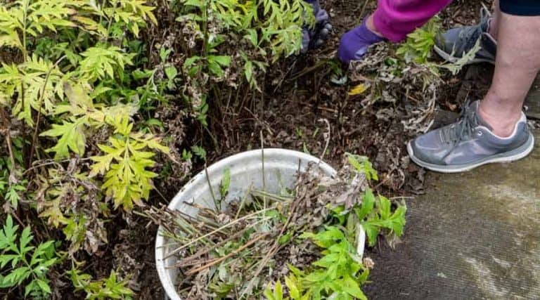 How to Use Boiling Water to Kill Weeds - Simplify Gardening