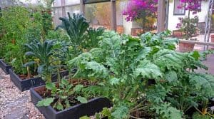 How to Rotate Crops in Raised Beds - Simplify Gardening