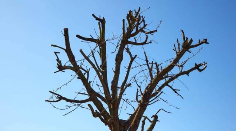 How To Fix An Over-Pruned Tree: A Step-By-Step Guide - Simplify Gardening