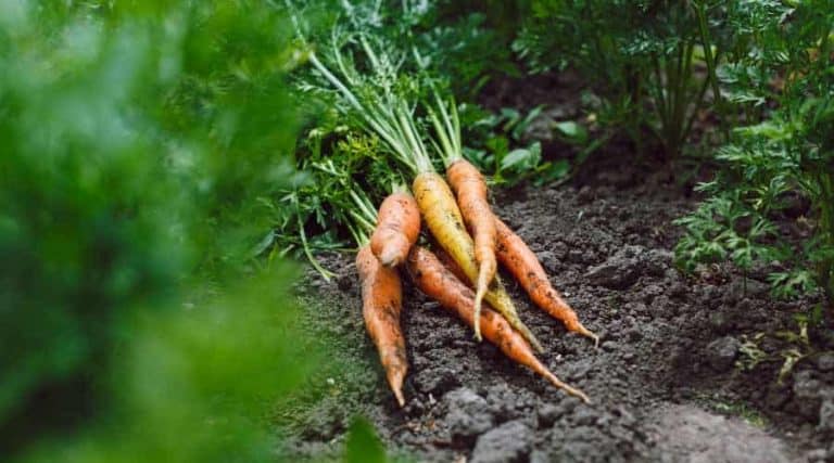 How to Rotate Crops in Raised Beds - Simplify Gardening