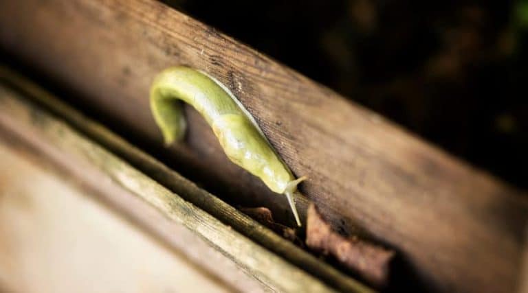 The Truth About Compost Bins and Pests What You Need to Know - Simplify ...