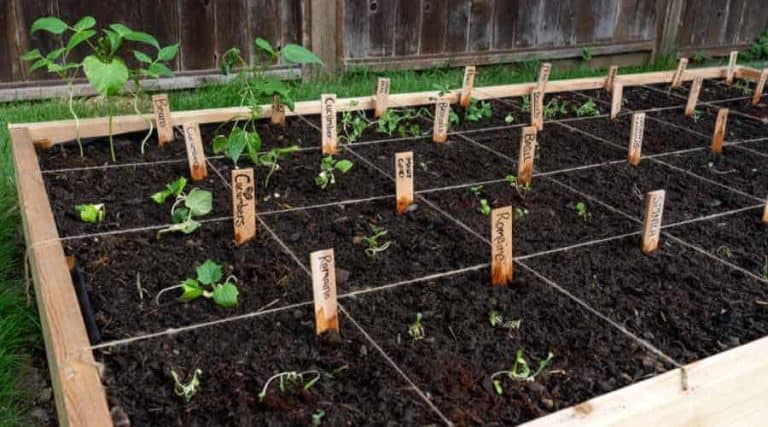 How to Rotate Crops in Raised Beds - Simplify Gardening