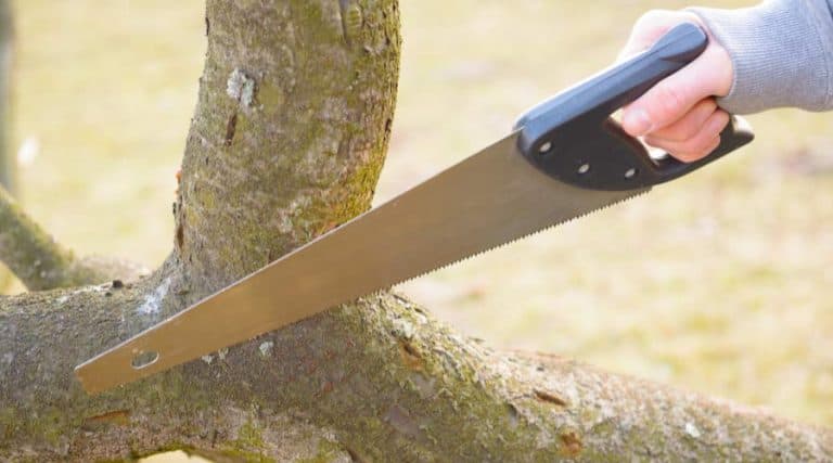 Straight vs. curved pruning saws: What works better? - Simplify Gardening