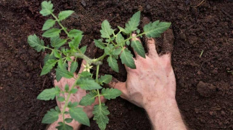 Tilled Soil's Secret to Better Plant Growth - Simplify Gardening