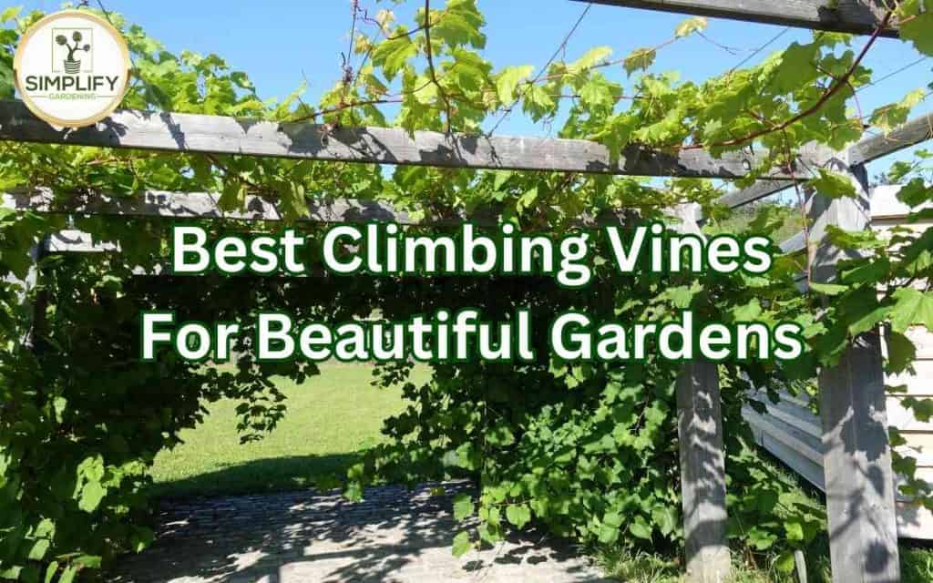 25 Best Climbing Vines For Beautiful Gardens - Simplify Gardening