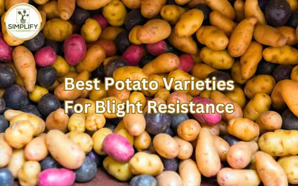 What is Potato Scab? I Show You How To Prevent It! - Simplify Gardening