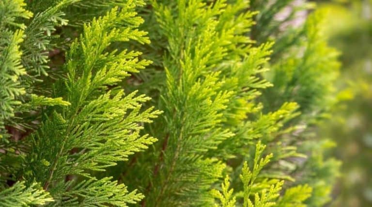 15 Dwarf Conifers Ideal For Your Garden - Simplify Gardening