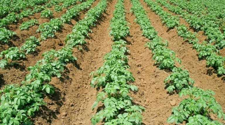 How to Choose the Best Feed for Your Growing Potatoes - Simplify Gardening