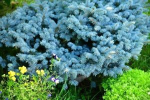 15 Dwarf Conifers Ideal For Your Garden - Simplify Gardening