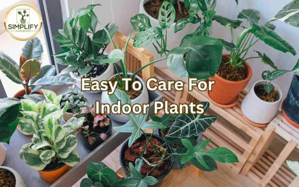 The Best Pot Sizes For Monstera and What To Avoid - Simplify Gardening