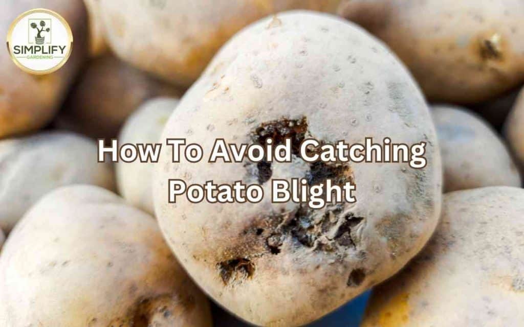 Potatoes - Simplify Gardening