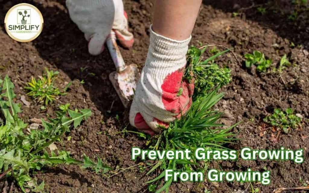 Prevent Grass Growing Into Your Vegetable Beds For Good - Simplify ...