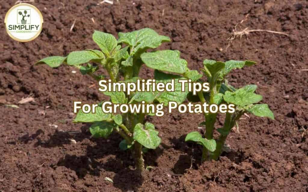 Potato Growing Simplified: Tips for Watering, Mulching, and More ...