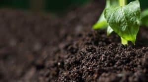 Is Soil Structure Important for Plant Growth? Complete Guide - Simplify ...
