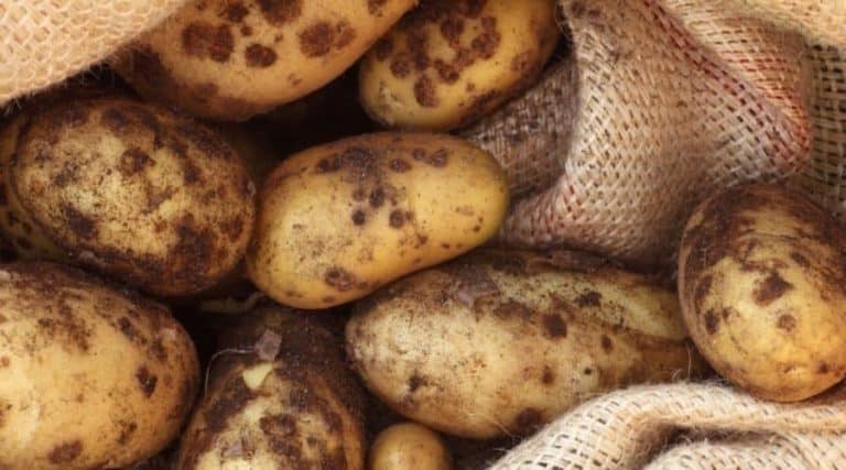 What is Potato Scab? I Show You How To Prevent It! - Simplify Gardening