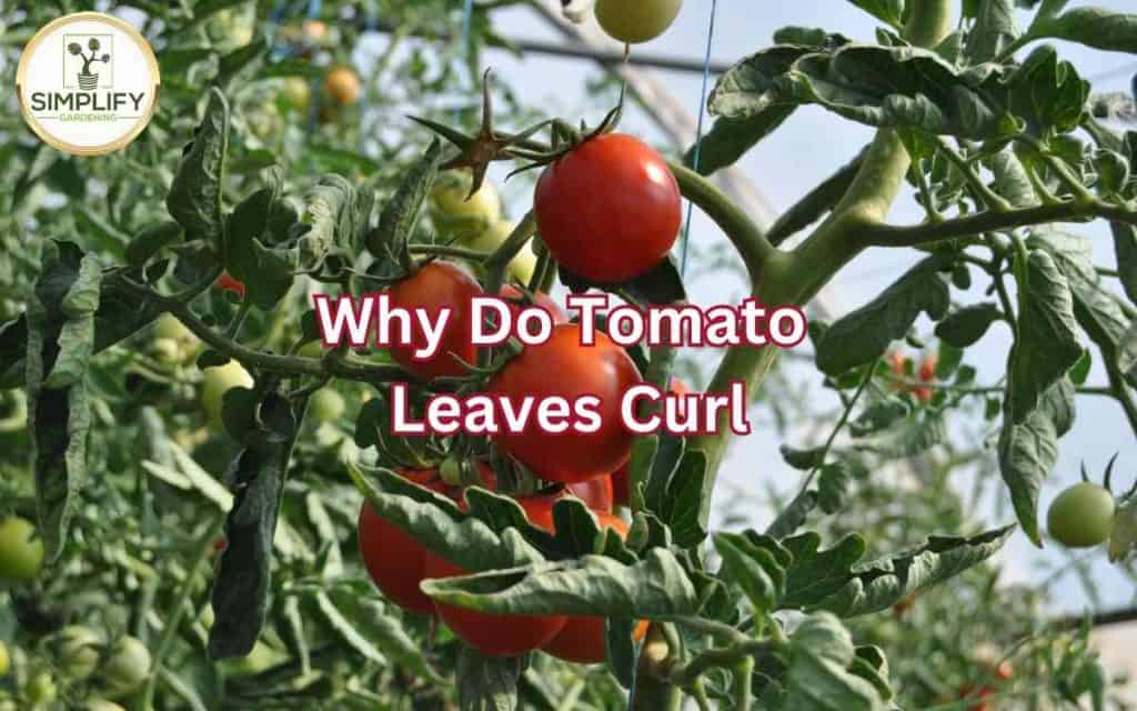 Why Are Tomato Skins Tough? (How to Avoid it) - Simplify Gardening