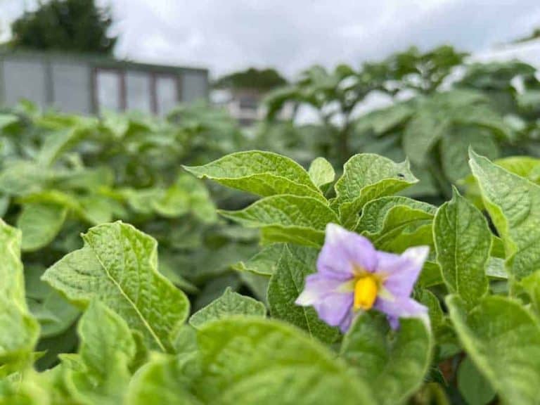 How to Choose the Best Feed for Your Growing Potatoes - Simplify Gardening