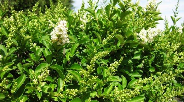 15 Shrubs to Grow in Shady Areas - Simplify Gardening