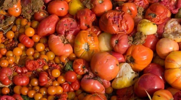 Can you compost tomato plants? (This will surprise you) - Simplify ...